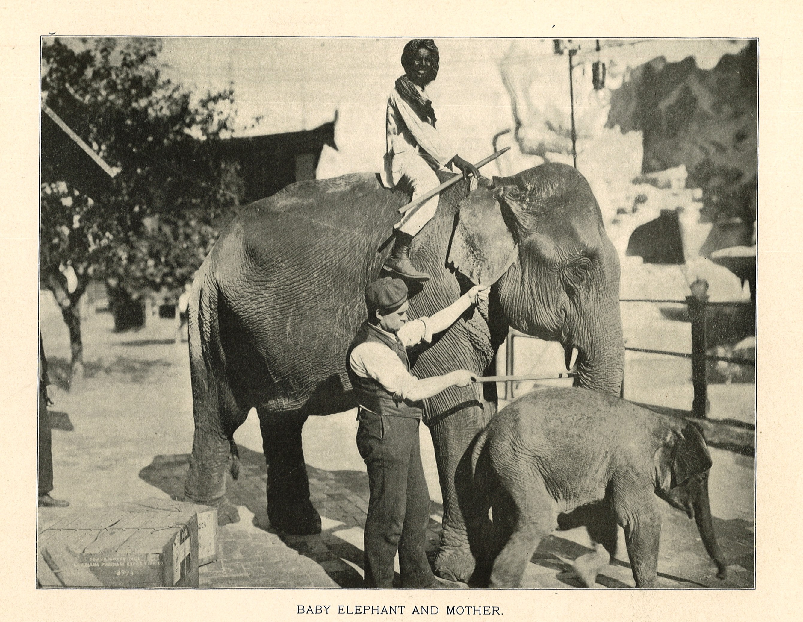 elephants greatest – Madison County Historical Society